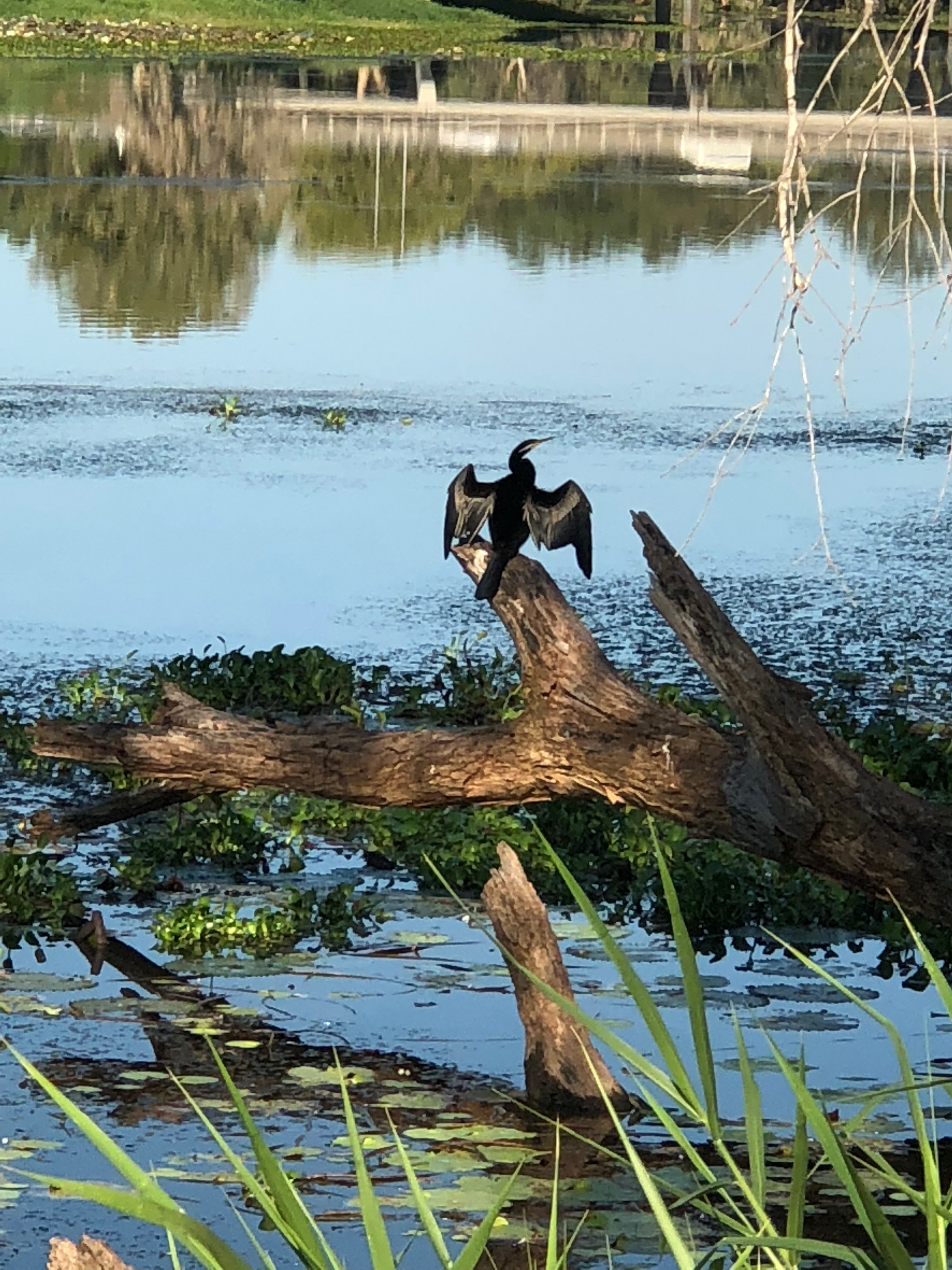 Ross bird wing stretched | Visions from Two Continents.