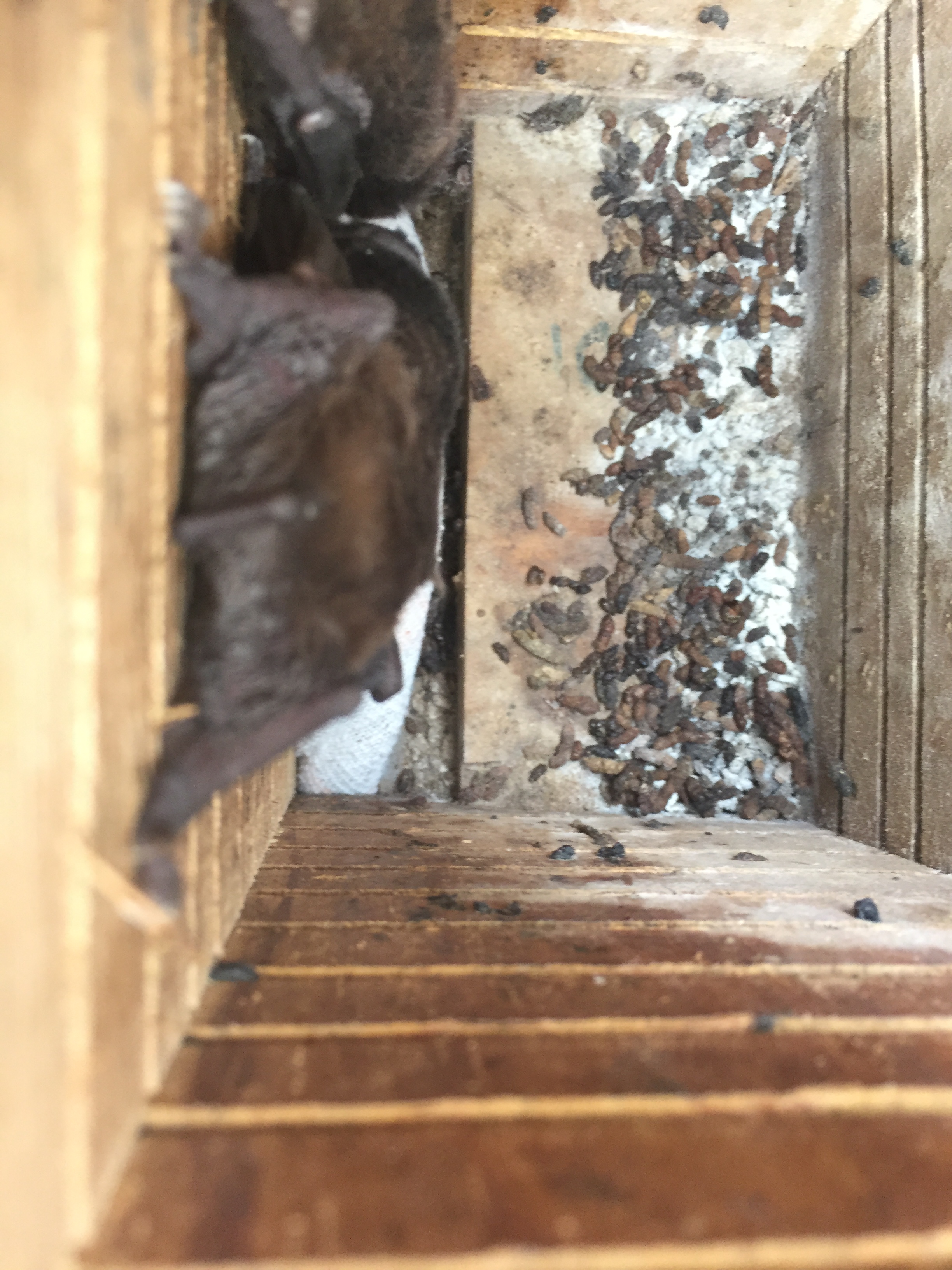 Bats and Sugar Gliders | Visions from Two Continents.