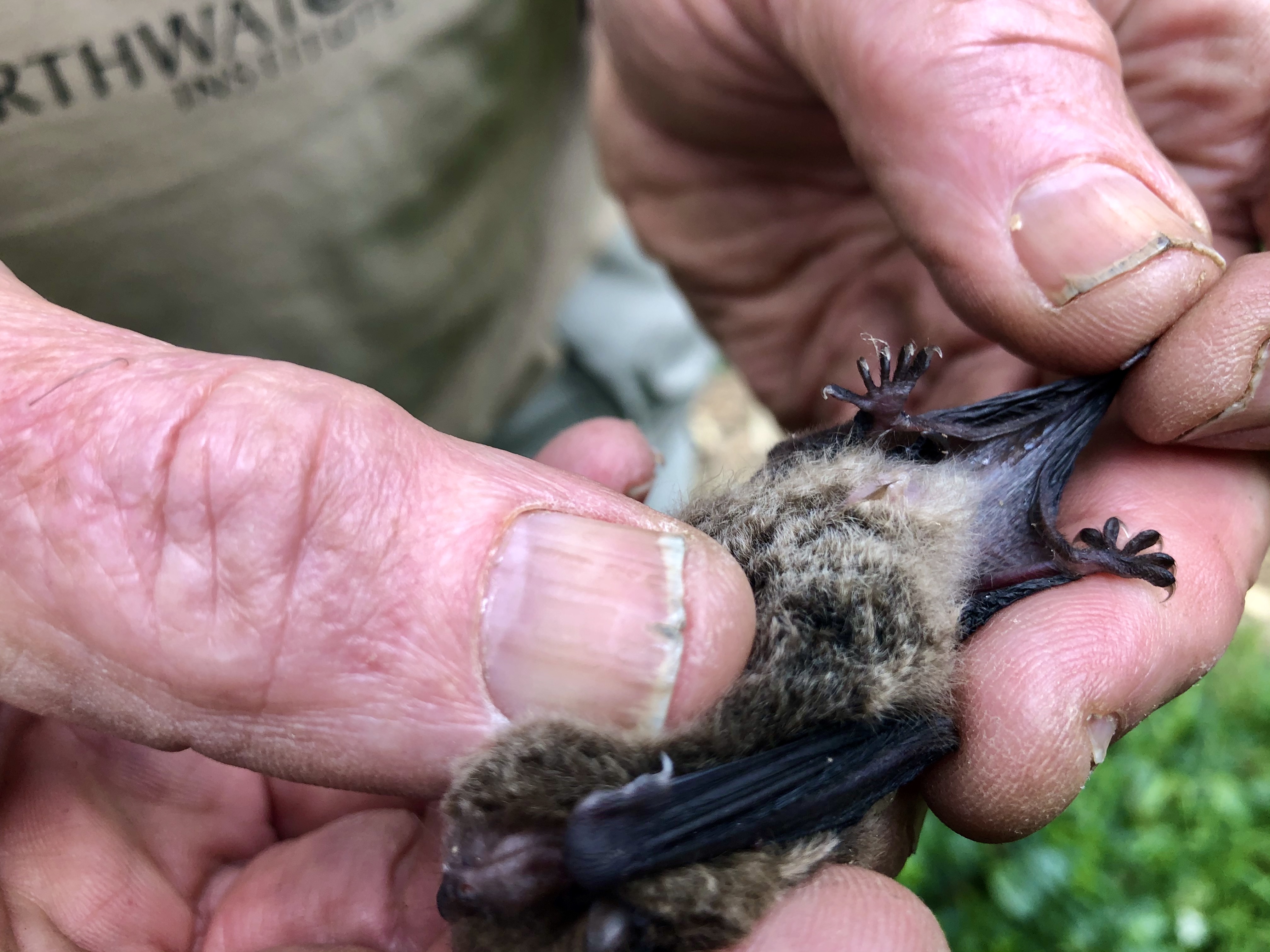Bats and Sugar Gliders | Visions from Two Continents.