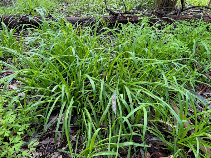 Angled Onion – Weeding and Eating | Visions from Two Continents.