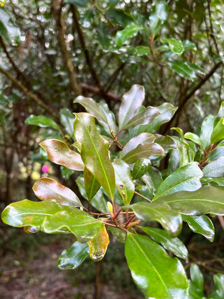 Maintaining a Nature Reserve | Visions from Two Continents.