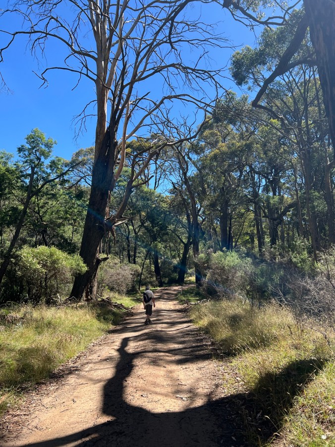 Mt. Wombat, a hike celebrating three years of living in Victoria ...