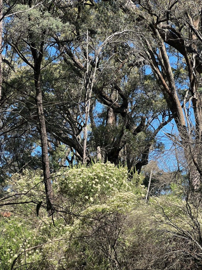 Mt. Wombat, a hike celebrating three years of living in Victoria ...
