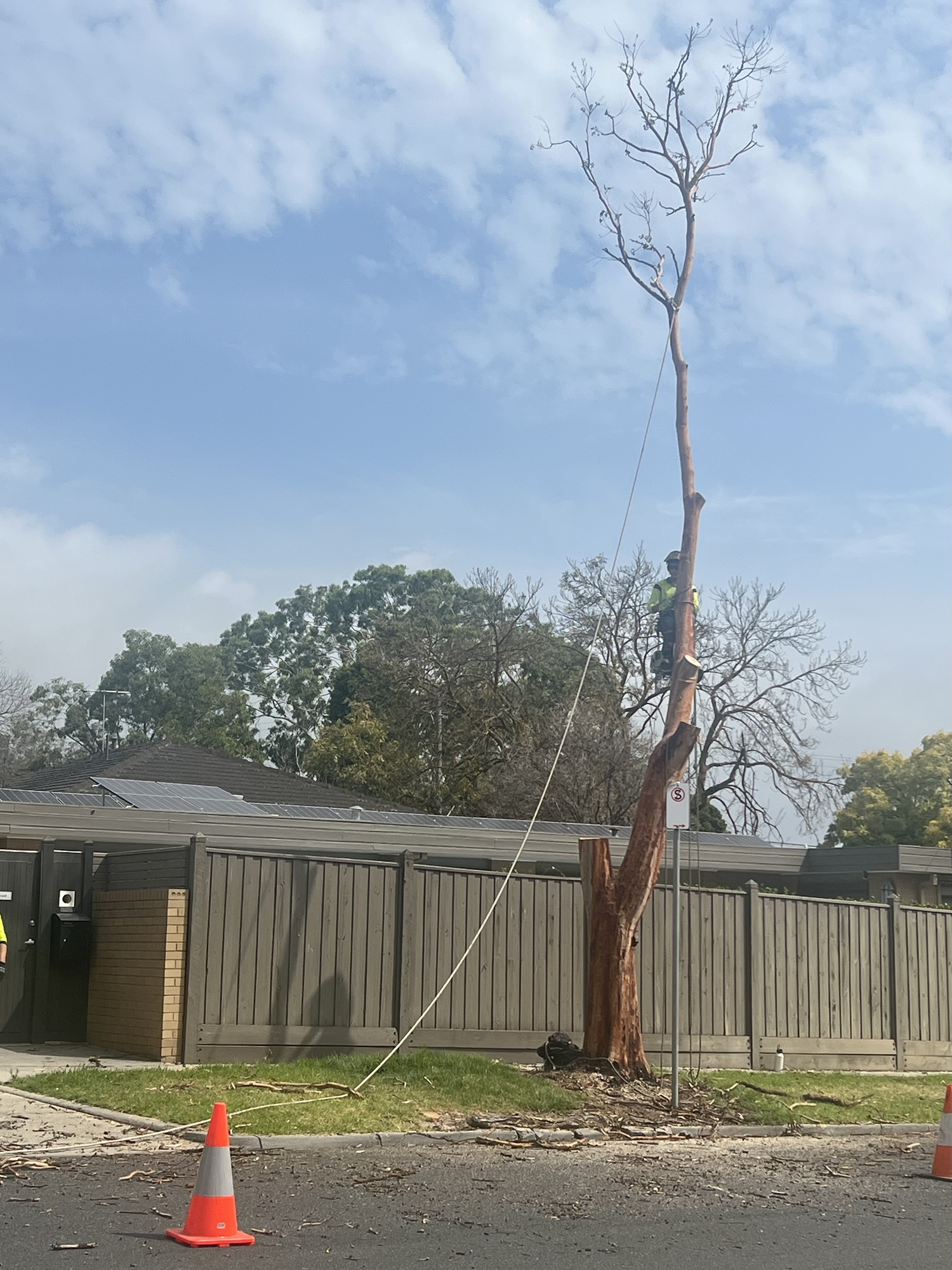 Losing Native Trees | Visions from Two Continents.